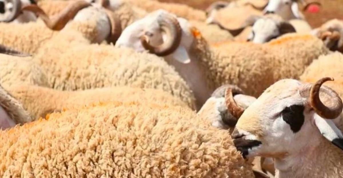 Impact de l'Annulation de l'Aïd Al-Adha 2025